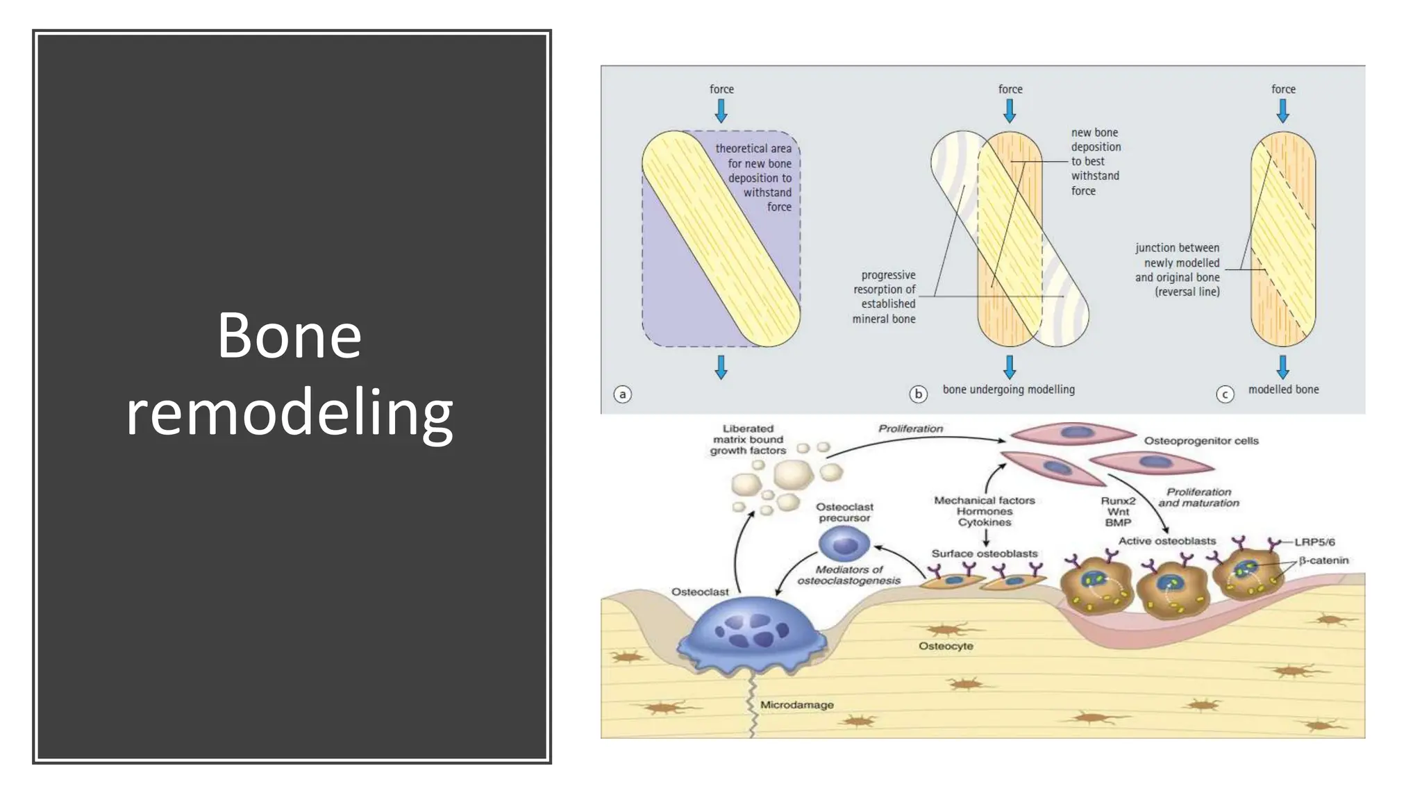 10. bone histology and ossification .pptx