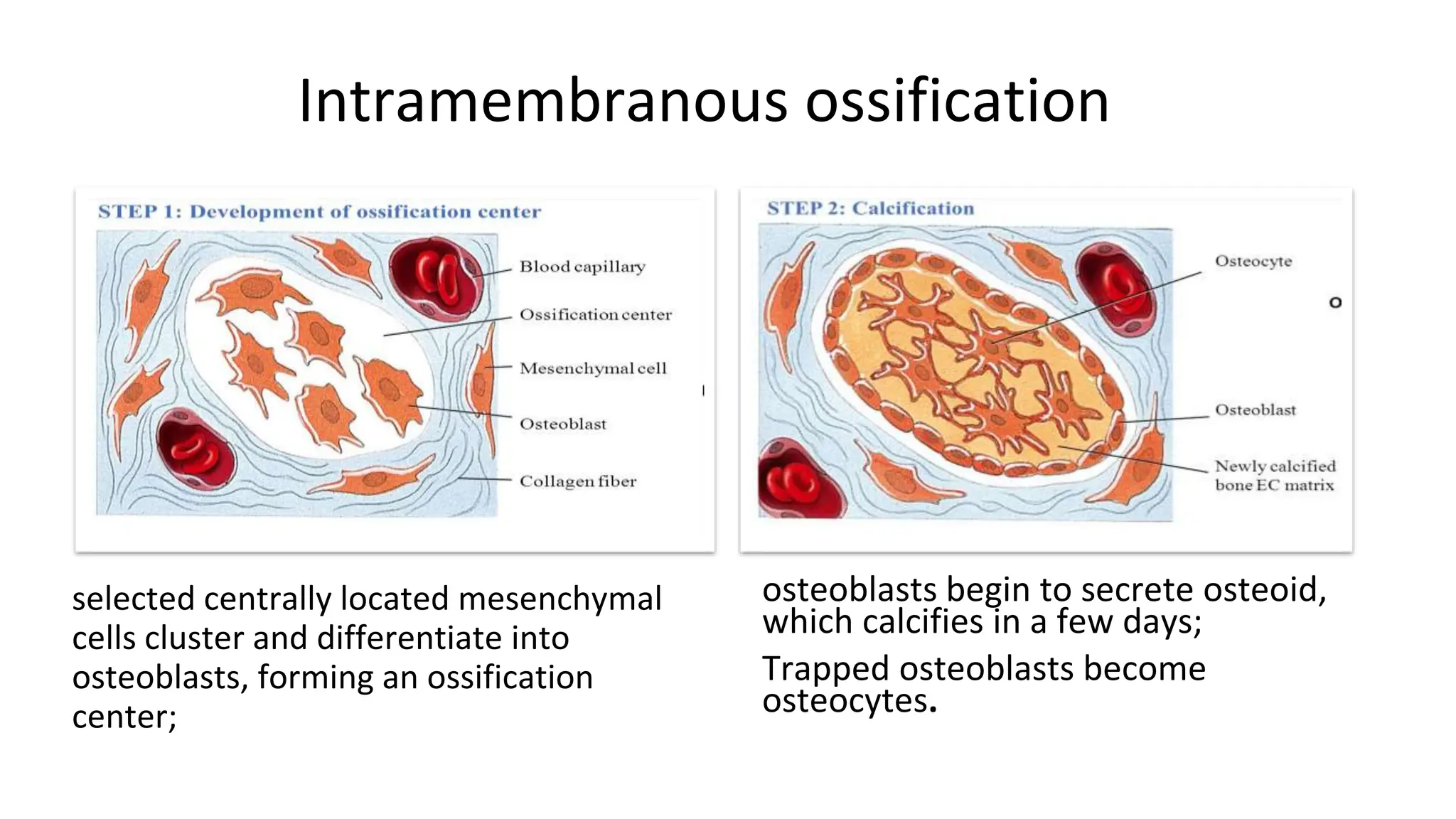10. bone histology and ossification .pptx