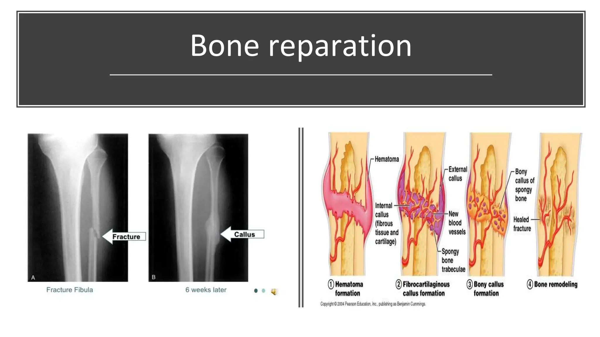 10. bone histology and ossification .pptx