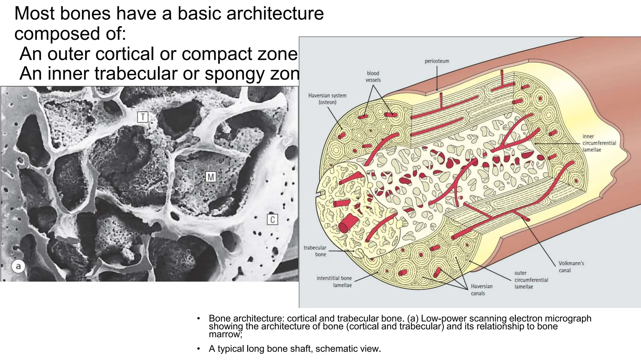 10. bone histology and ossification .pptx