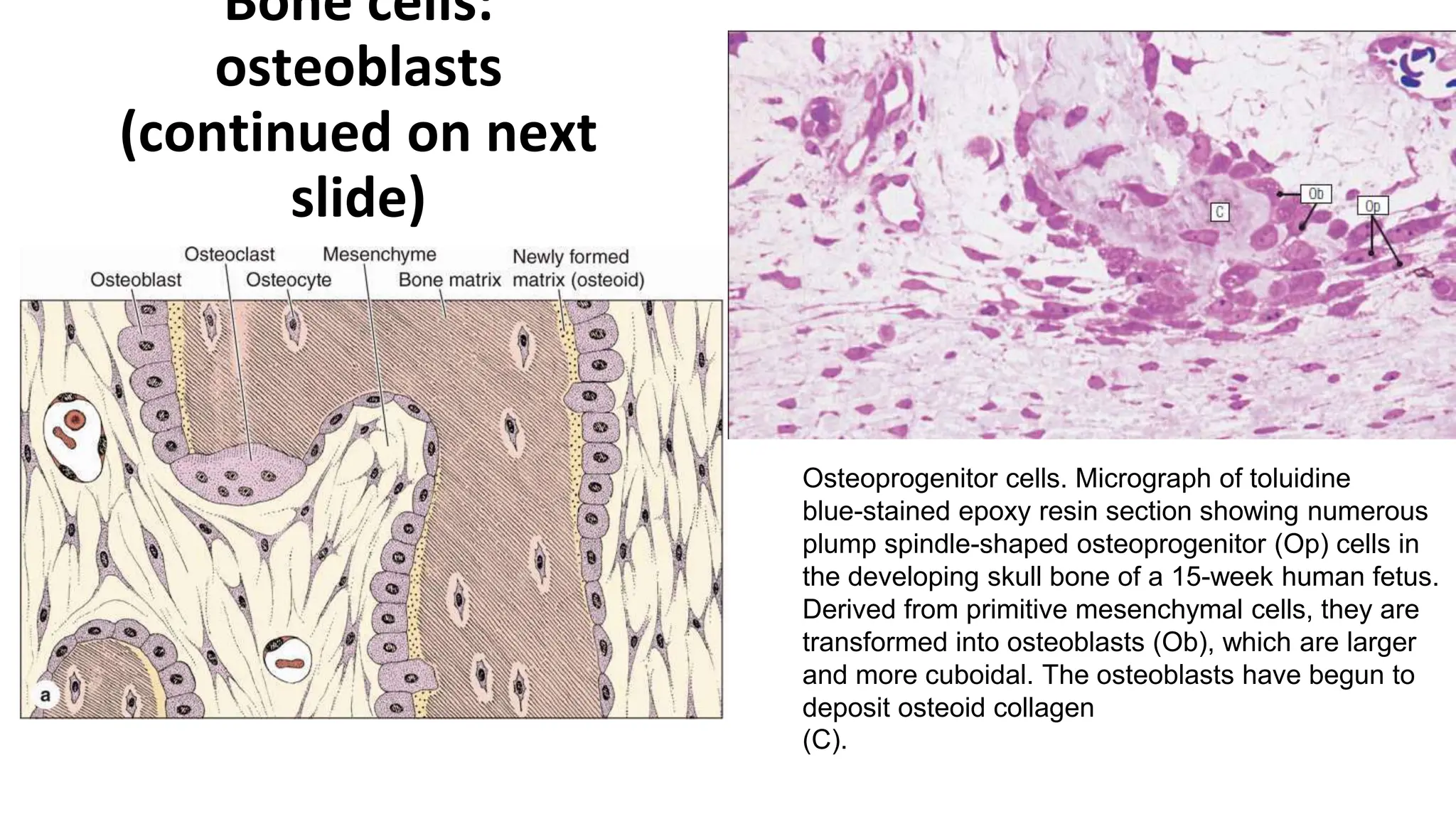 10. bone histology and ossification .pptx
