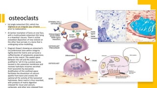 10. bone histology and ossification .pptx