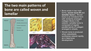 10. bone histology and ossification .pptx
