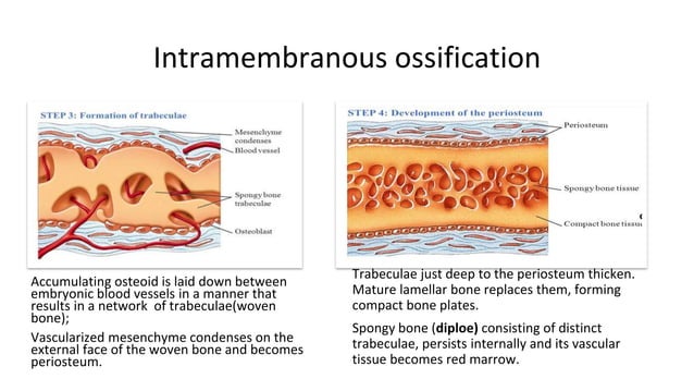 10. bone histology and ossification .pptx