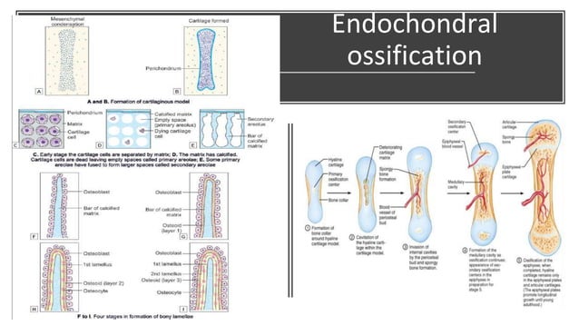 10. bone histology and ossification .pptx