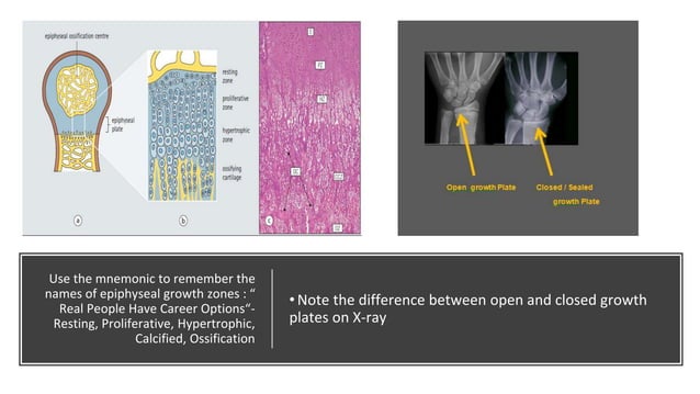 10. bone histology and ossification .pptx