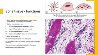 10. bone histology and ossification .pptx