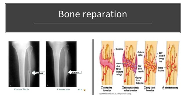 10. bone histology and ossification .pptx