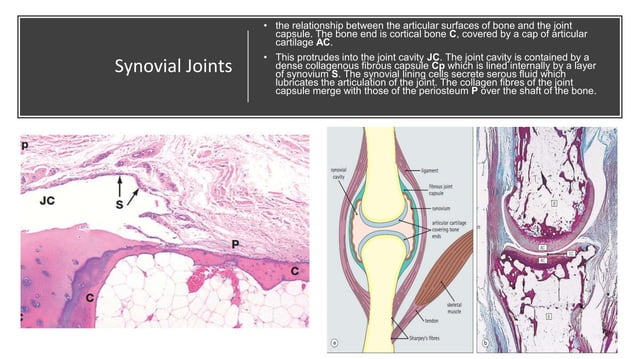 10. bone histology and ossification .pptx