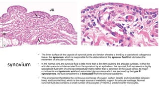 10. bone histology and ossification .pptx