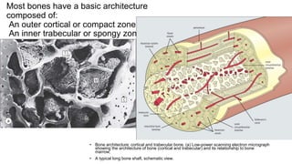10. bone histology and ossification .pptx