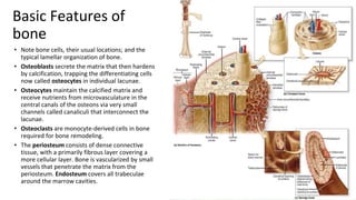 10. bone histology and ossification .pptx