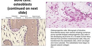 10. bone histology and ossification .pptx