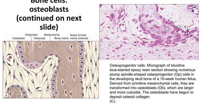 10. bone histology and ossification .pptx