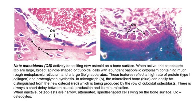 10. bone histology and ossification .pptx