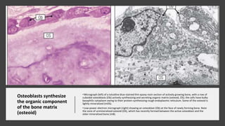 10. bone histology and ossification .pptx