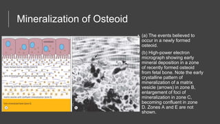 10. bone histology and ossification .pptx