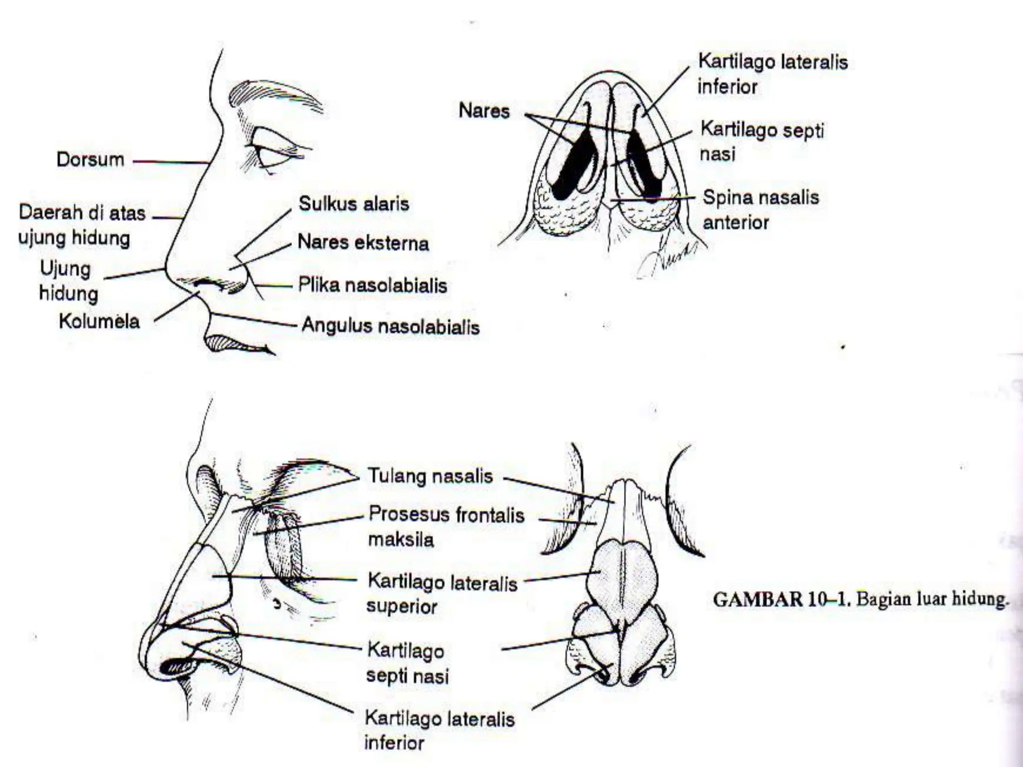 10.PRESENTASI HIDUNG.ppt Anatomi Fisiologi Hidung yang merupakan salah ...
