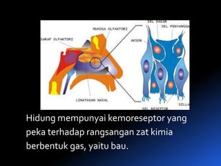 10.PRESENTASI HIDUNG.ppt Anatomi Fisiologi Hidung yang merupakan salah ...