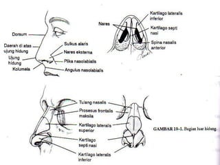 10.PRESENTASI HIDUNG.ppt Anatomi Fisiologi Hidung yang merupakan salah ...