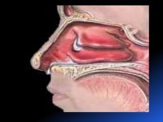 10.PRESENTASI HIDUNG.ppt Anatomi Fisiologi Hidung yang merupakan salah ...