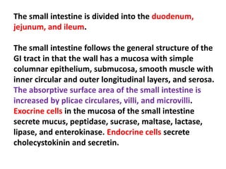 10. SMALL INTESTINE: A brief description of the anatomy of the GIT | PPT