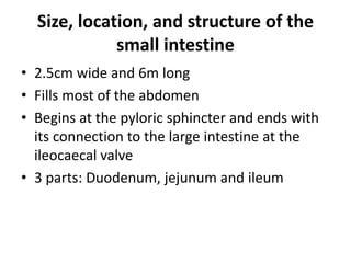 10. SMALL INTESTINE: A brief description of the anatomy of the GIT | PPT