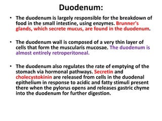 10. SMALL INTESTINE: A brief description of the anatomy of the GIT | PPT