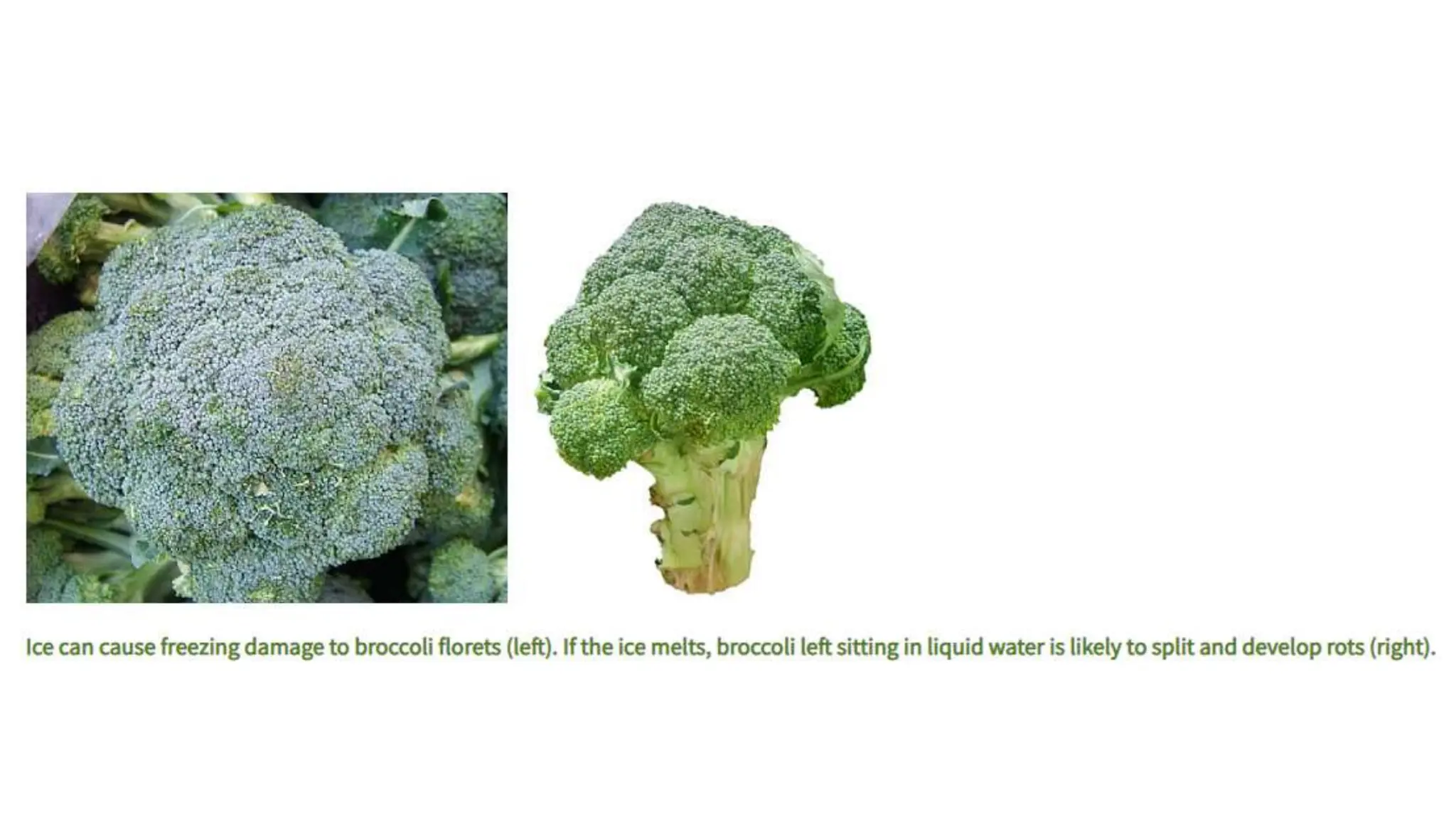 10. Pre-cooling and treatment of horticultural produce.pptx