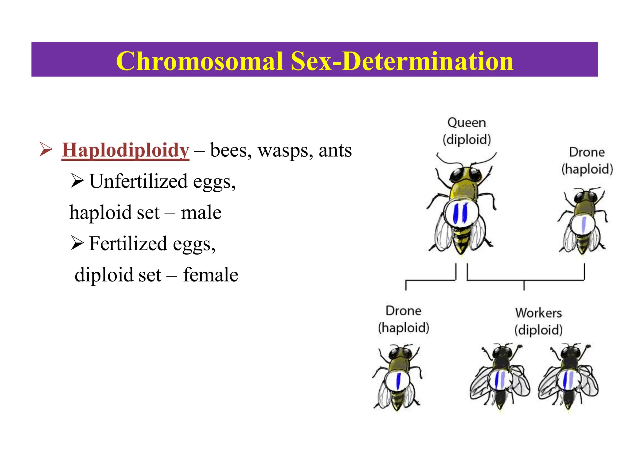 sex determination and sex linkage, Dr. Pratibha Bisen | PDF ...