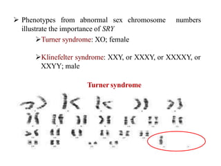 sex determination and sex linkage, Dr. Pratibha Bisen | PDF