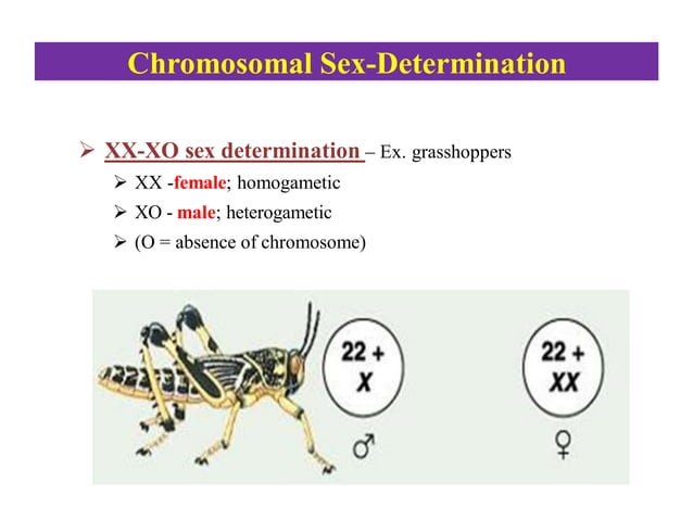 sex determination and sex linkage, Dr. Pratibha Bisen | PDF ...