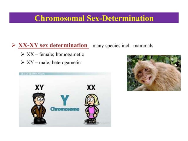 sex determination and sex linkage, Dr. Pratibha Bisen | PDF ...