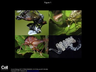 10.1016-j.cub.2011.05.046Figure.pptx.ppt