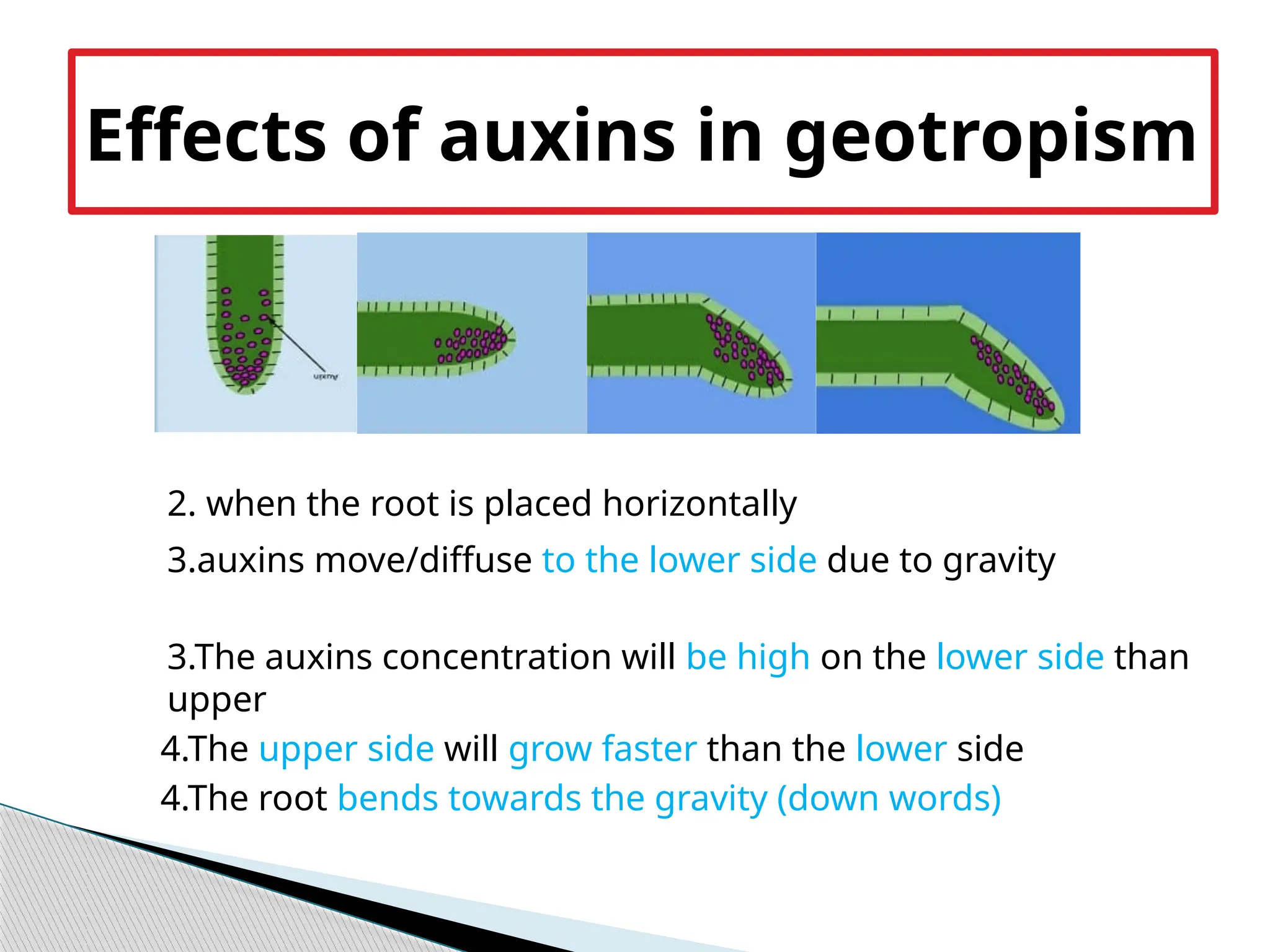 Plant Response to Environment. Grade 12. | PPSX