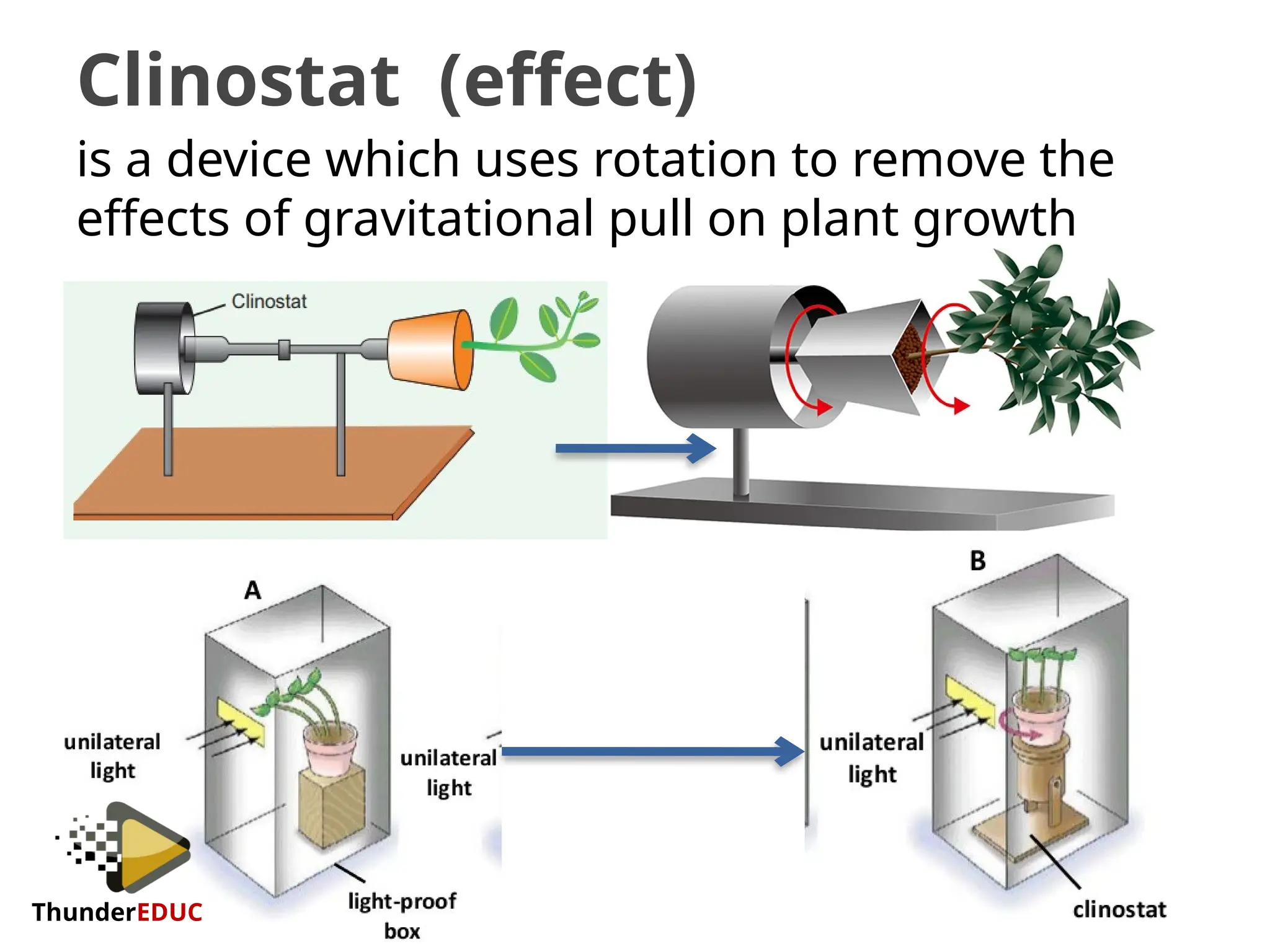 Plant Response to Environment. Grade 12. | PPSX