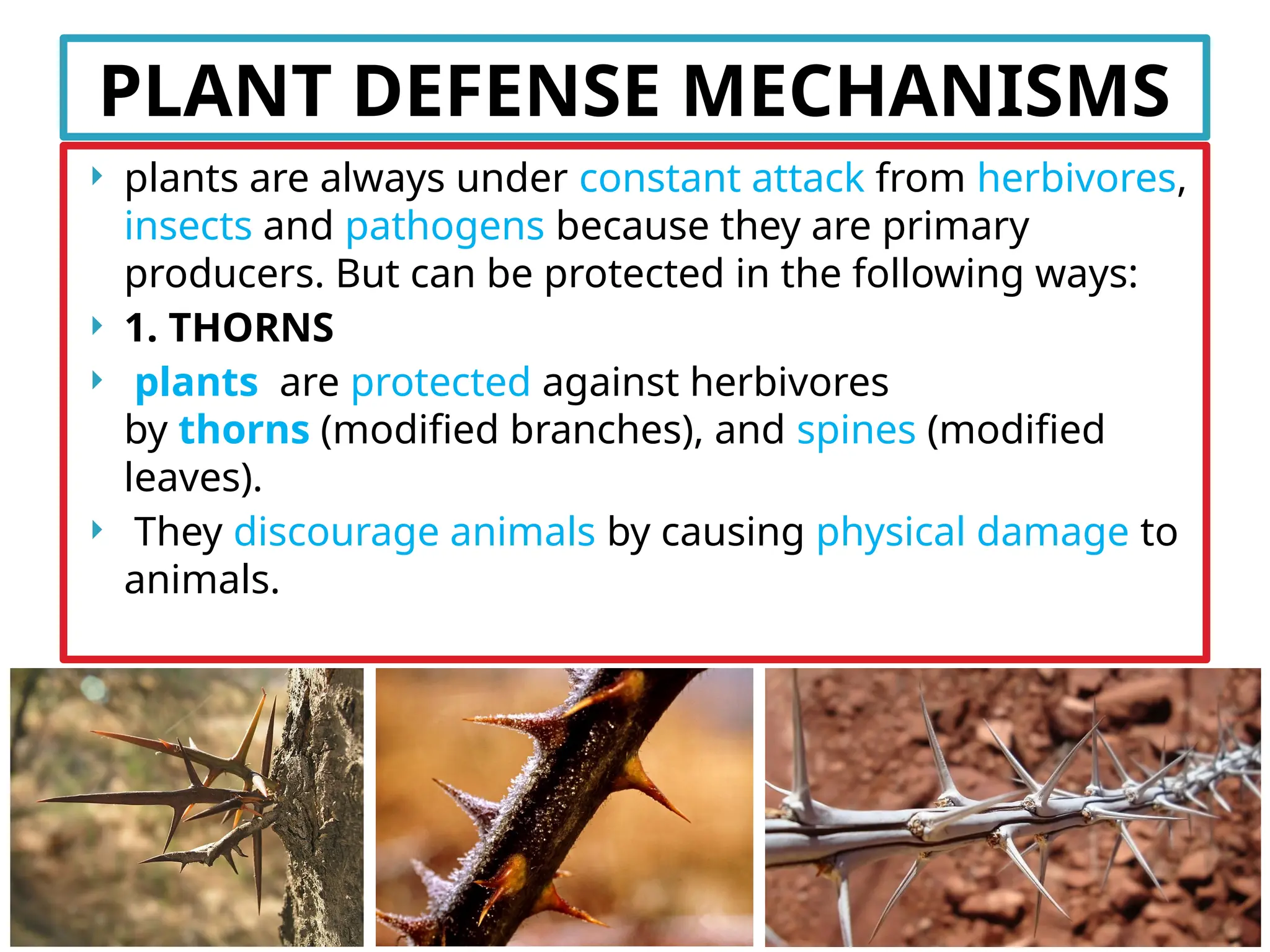 Plant Response to Environment. Grade 12. | PPSX