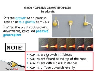 Plant Response to Environment. Grade 12. | PPSX