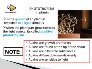 Plant Response to Environment. Grade 12. | PPSX