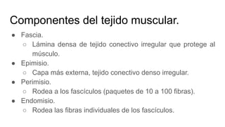 TEJIDO MUSCULAR MORFOFISIOLOGIA UNIVERSIDAD AMAZONIA | PDF