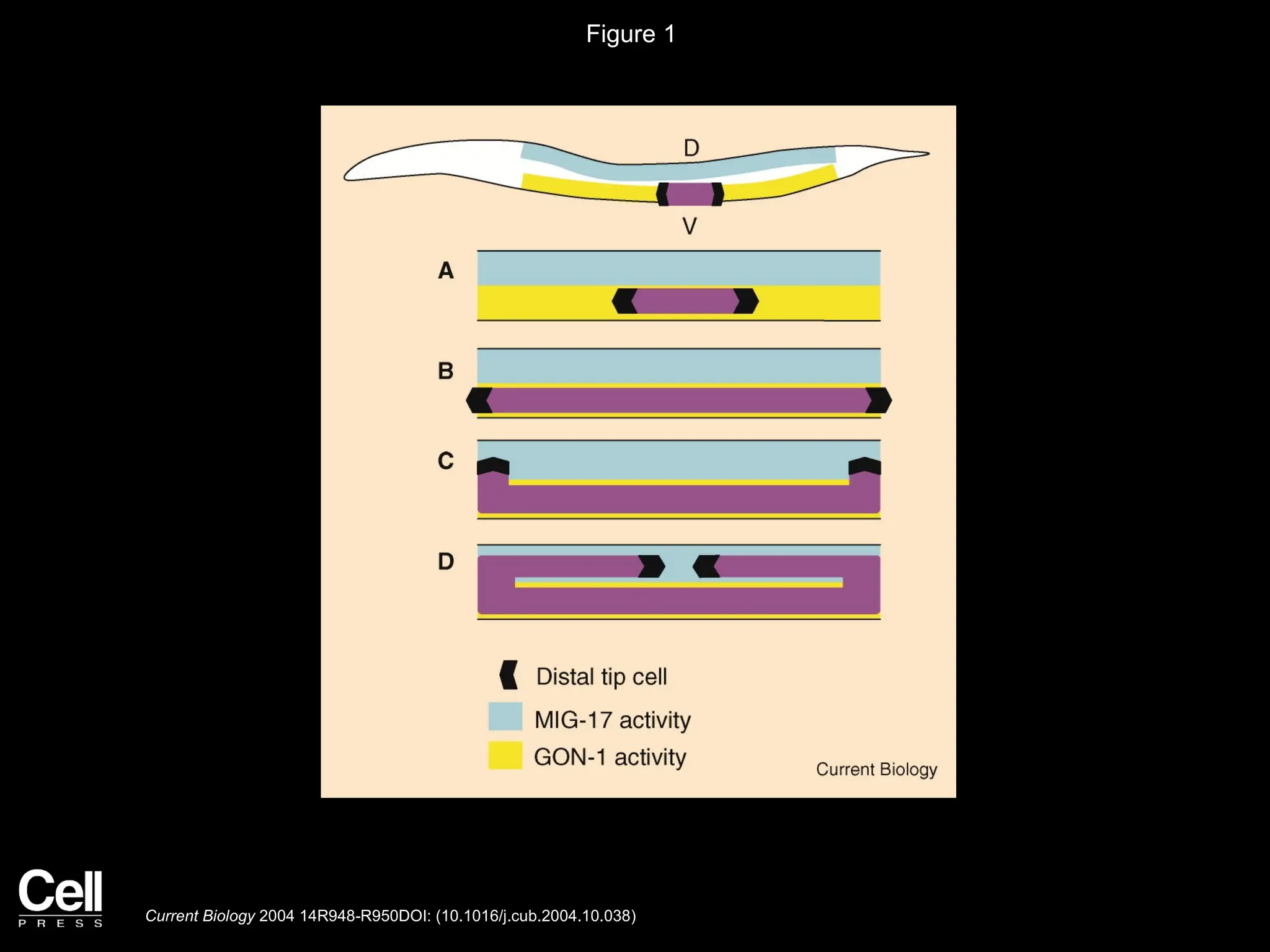 10.1016-j.cub.2004.10.038Figure.pptx.ppt