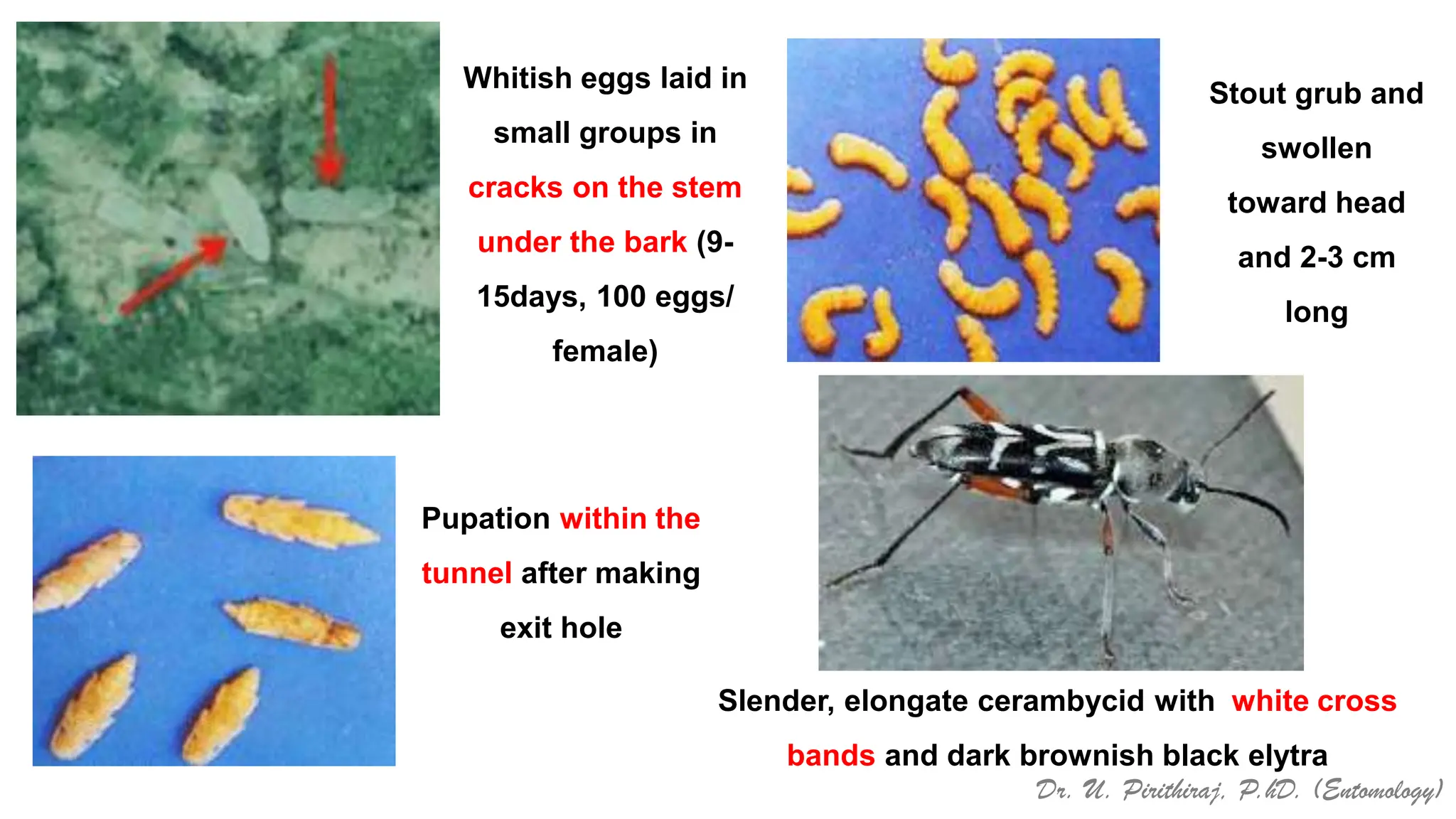 Pests of Coffee_Identification_IPM_Dr.UPR.pdf