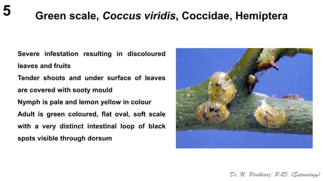 Pests of Coffee_Identification_IPM_Dr.UPR.pdf