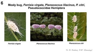 Pests of Coffee_Identification_IPM_Dr.UPR.pdf