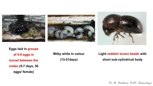 Pests of Coffee_Identification_IPM_Dr.UPR.pdf