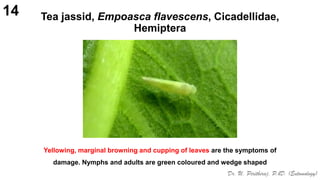 Pests of Tea_Bionomics_Identification_IPM_Dr.UPR.pdf