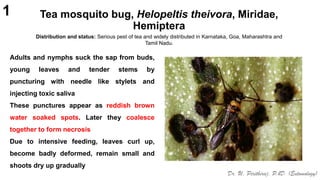Pests of Tea_Bionomics_Identification_IPM_Dr.UPR.pdf