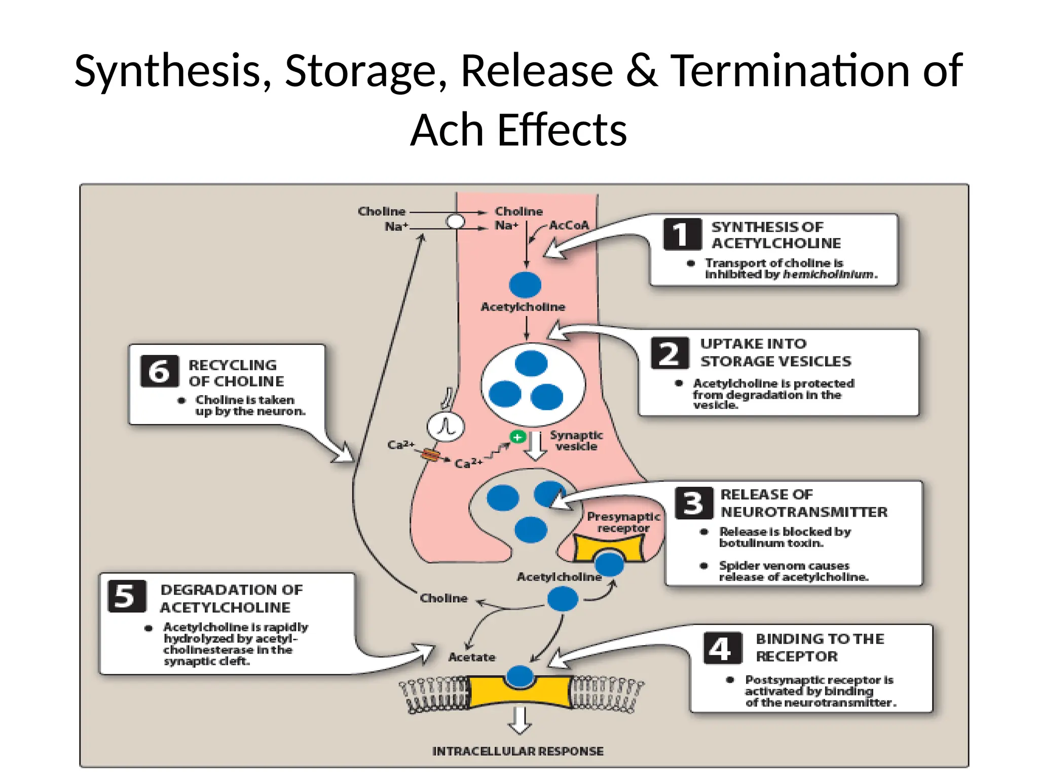 10. CHOLINERGIC PHARMACOLOGY.pptx classes of drugs examples, mechanism ...