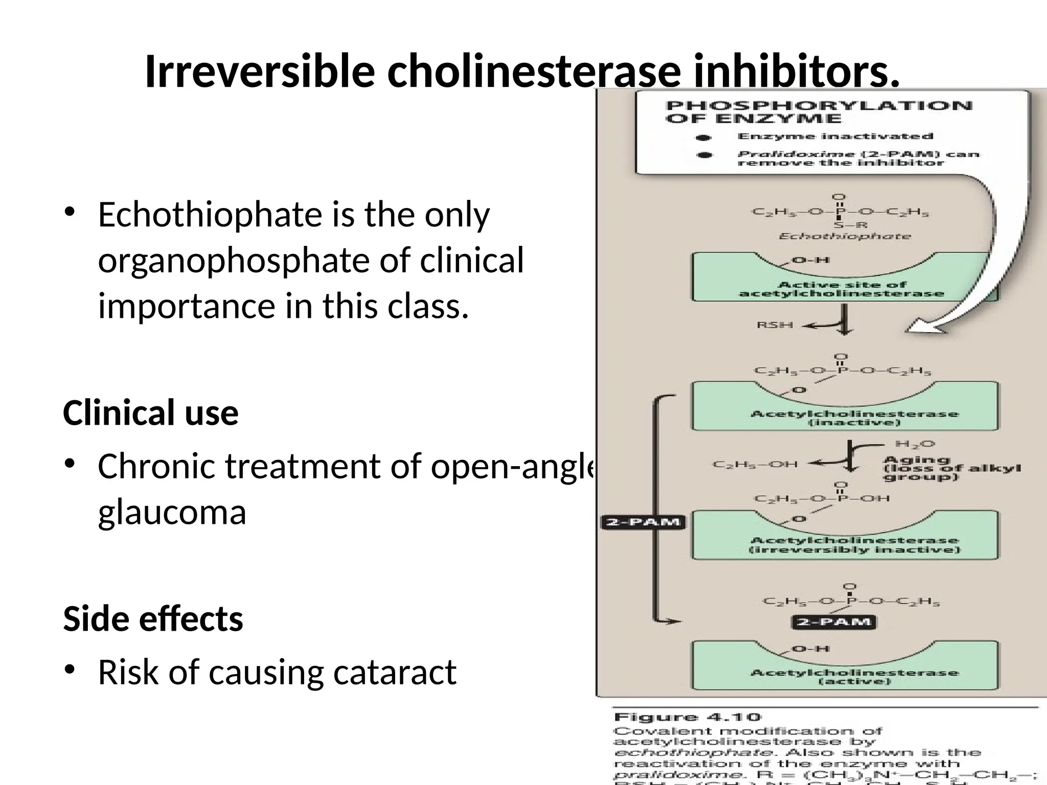 10. CHOLINERGIC PHARMACOLOGY.pptx classes of drugs examples, mechanism ...