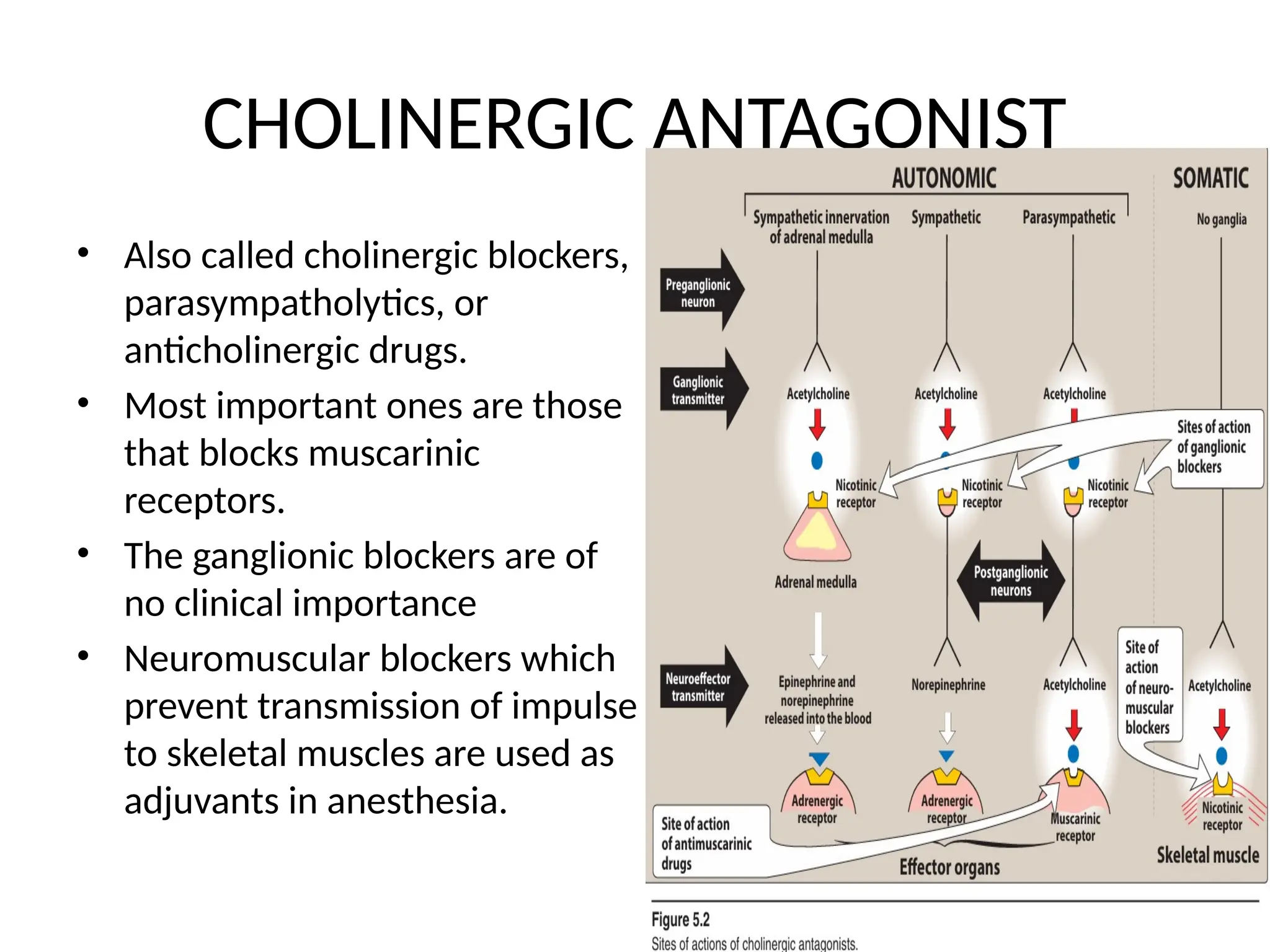 10. CHOLINERGIC PHARMACOLOGY.pptx classes of drugs examples, mechanism ...